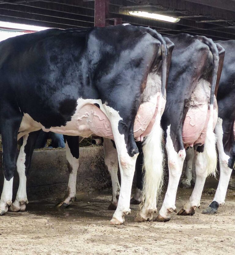 Comestar Holstein – Catalogue d’embryon