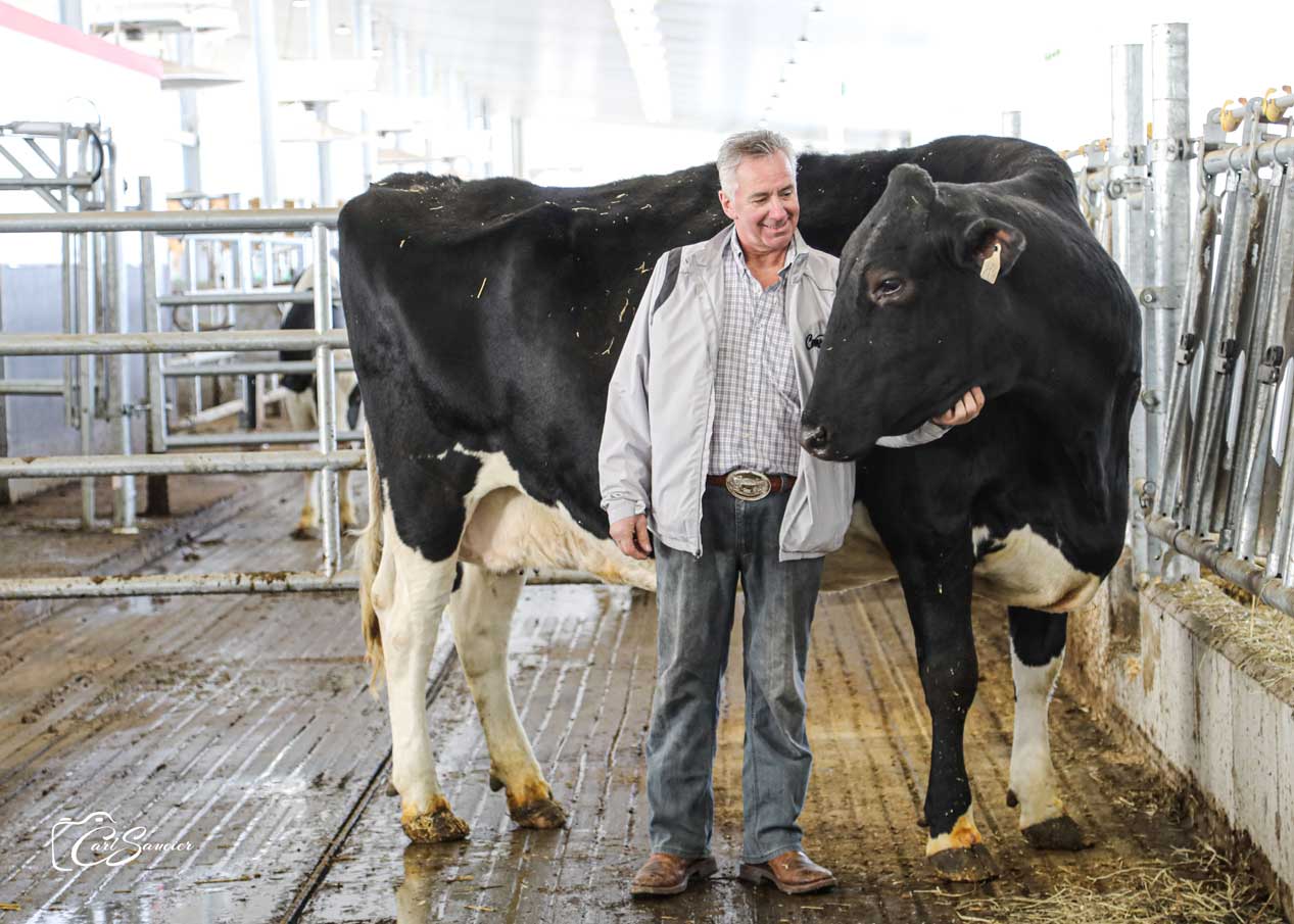 Comestar Holstein – Catalogue d’embryon